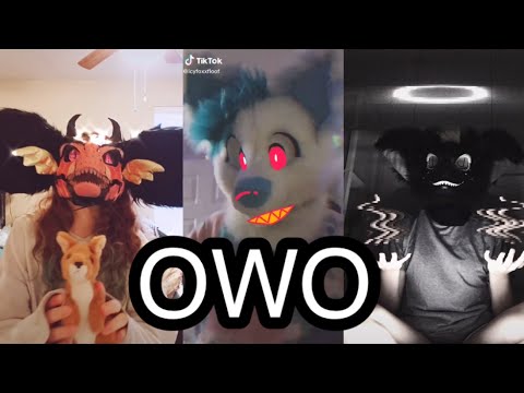 Furry TikTok OWO | Furries / Furry | Know Your Meme