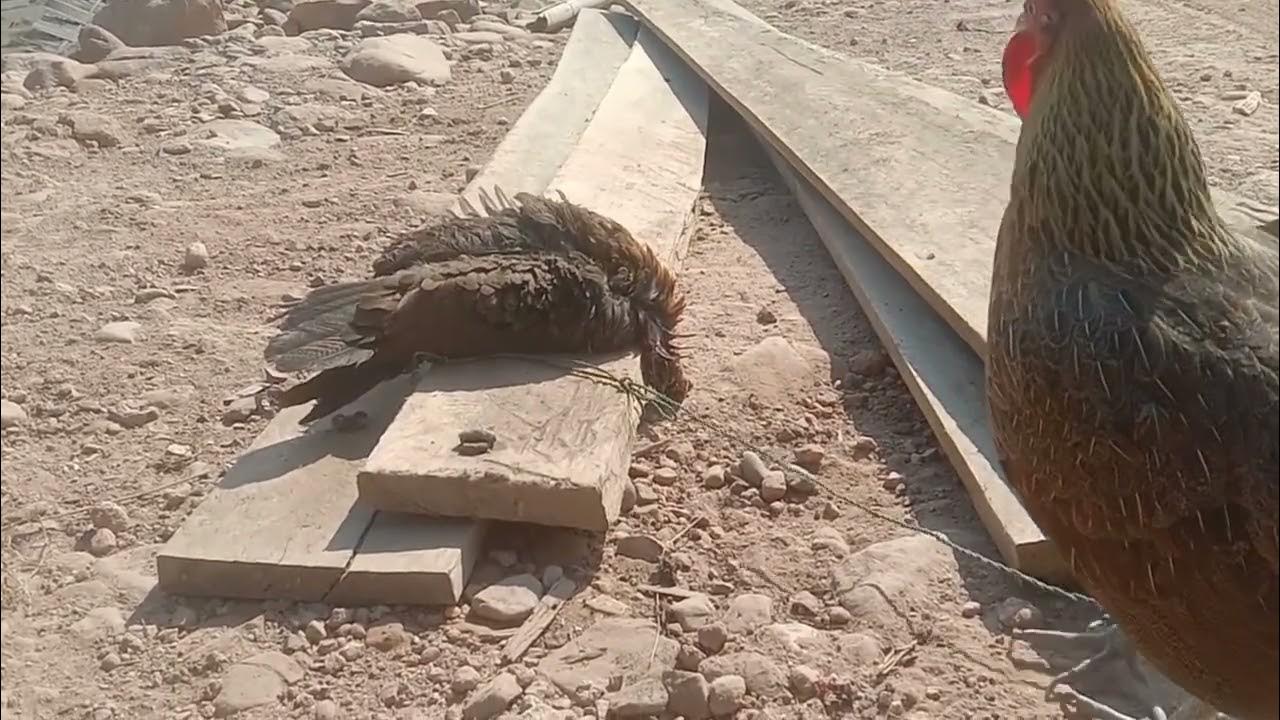 qaib dib qua zoo heev - YouTube