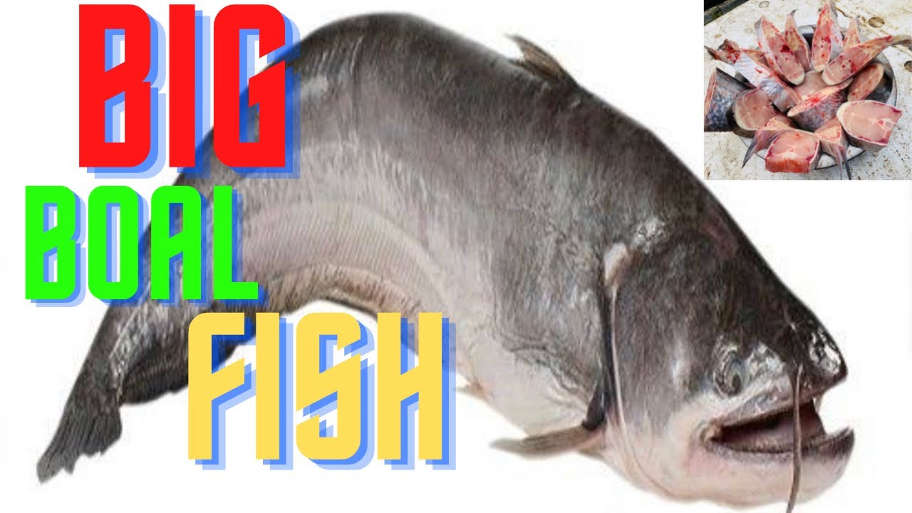 How do I make fish cuttings?|big boal fish cutting in Fish market-fish ...