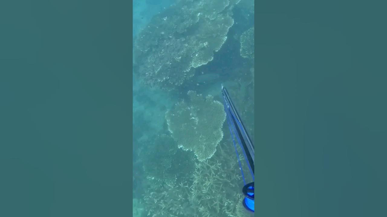 Spearfishing For SweetLip New Episode Dropping This Week #subscribe #spearfish - YouTube