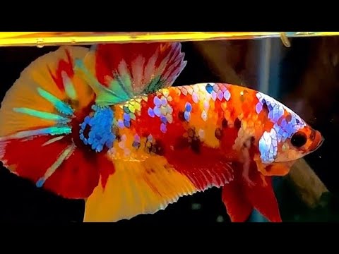 247" Stunning Betta Fish Color Combinations You Need to See!" Imported ...