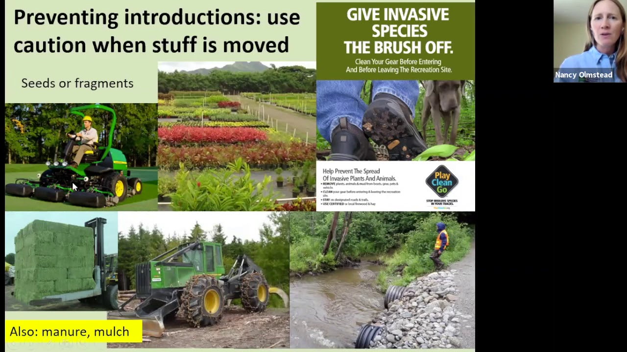 Invasive Plant Management - YouTube