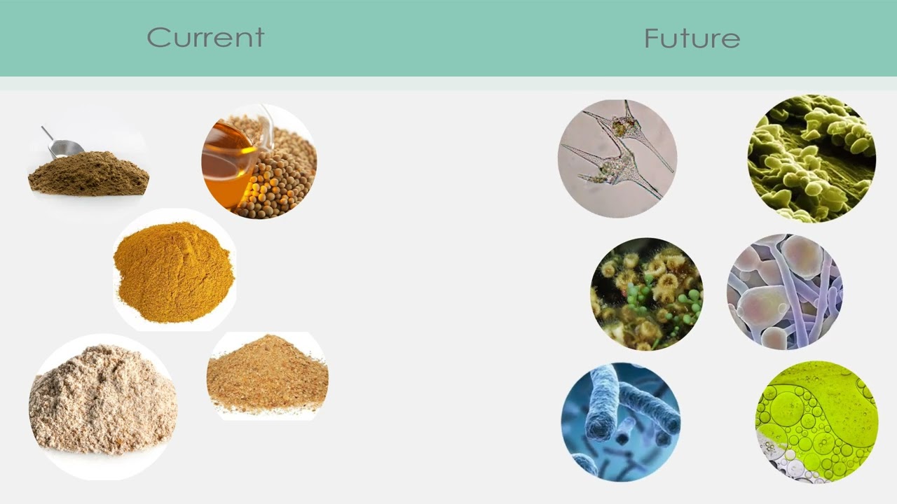 Aquaculture and alternative ingredients for future food - YouTube