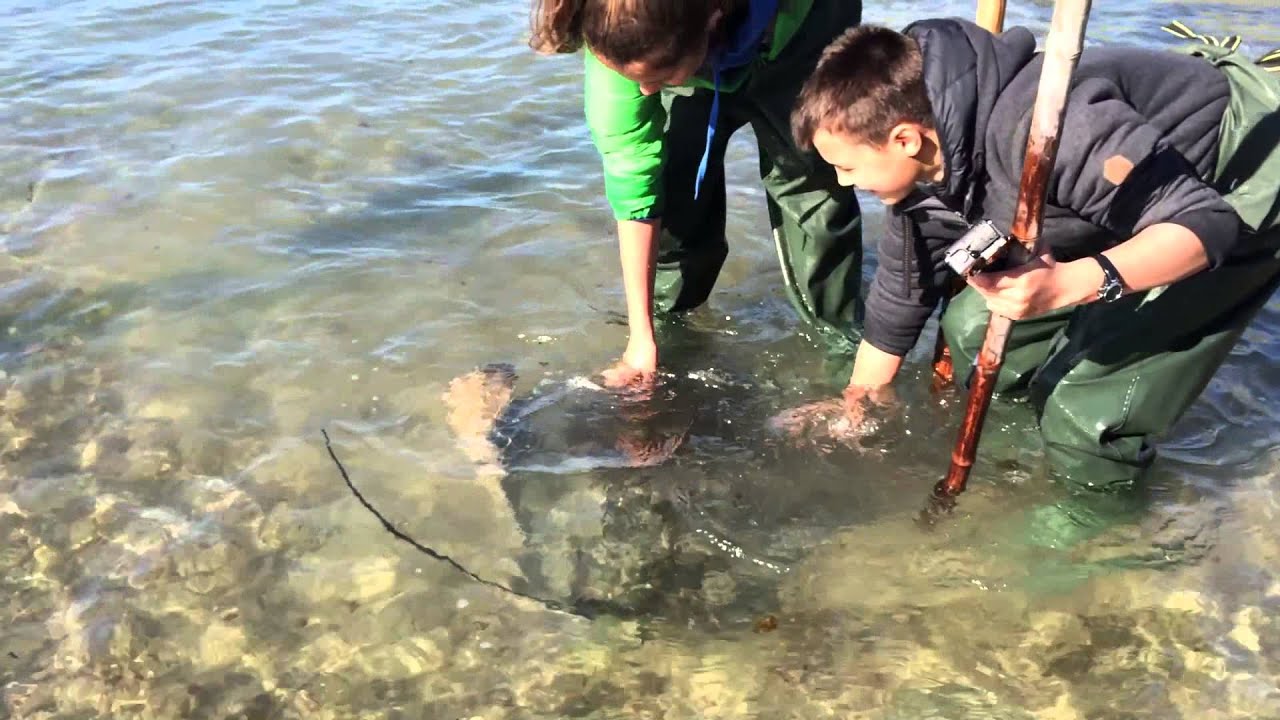 Hand feeding Eagle Rays in NZ - YouTube