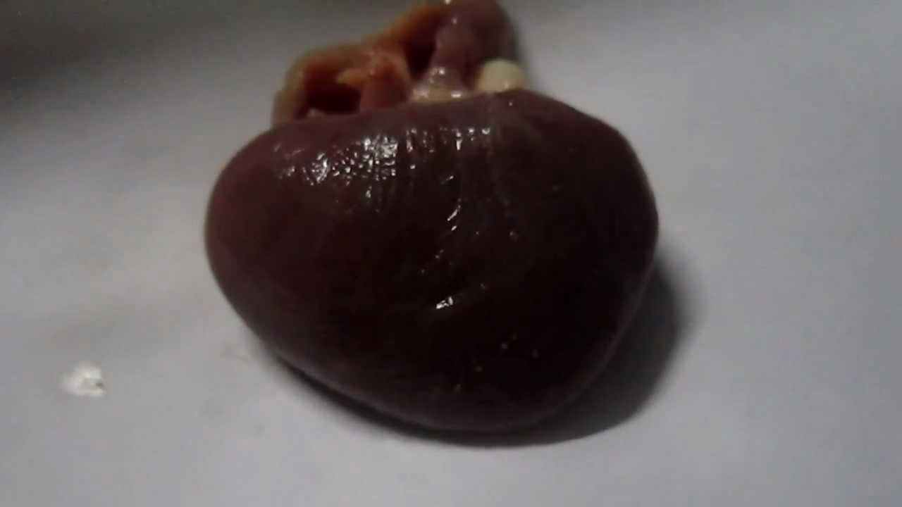 Corazón de tortuga latiendo - YouTube