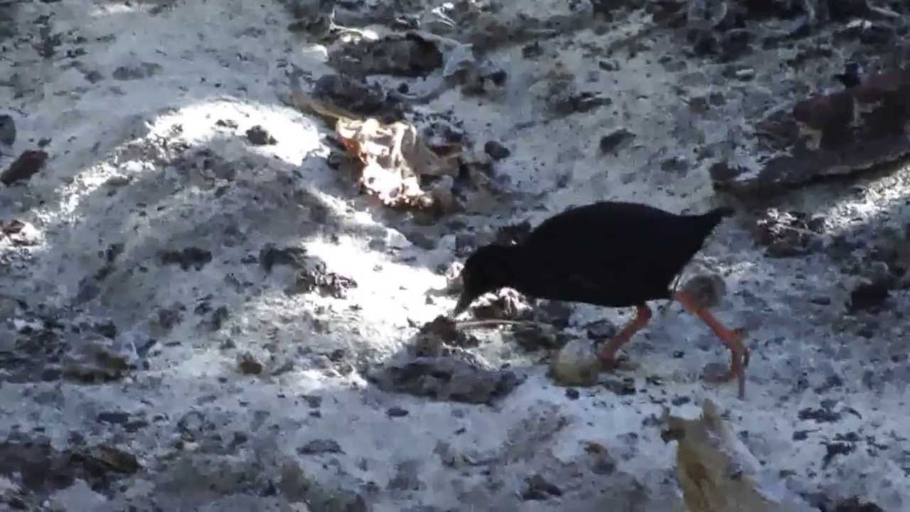 Henderson Island Crake, 7th September 2013, Henderson Island, SE ...