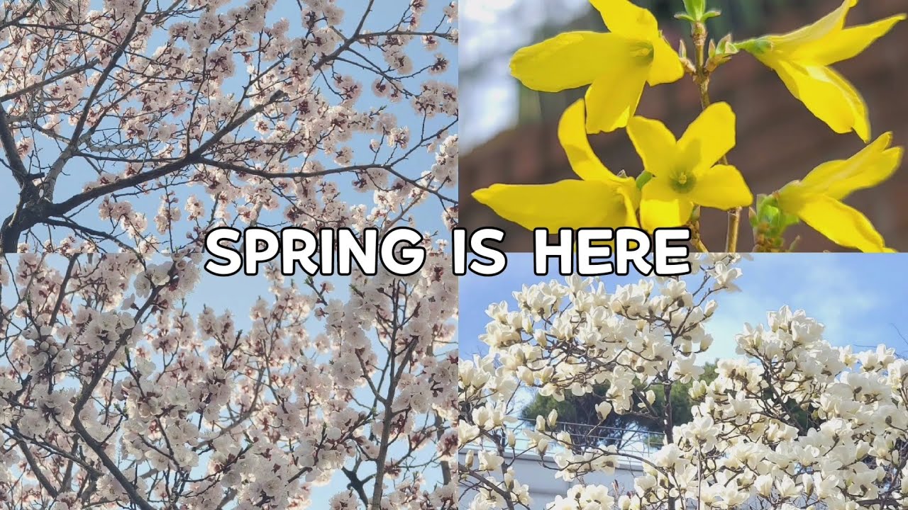 spring in the park | spring is here 2023 - YouTube