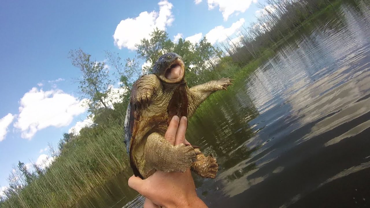 Herping - Snapping Turtle In a Swamp - YouTube