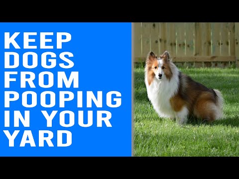 How To Stop Dogs From Pooping In Bushes