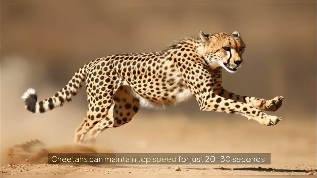 How fast can Cheetah's Run - YouTube