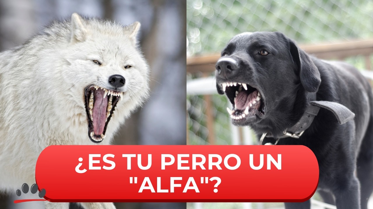 ¿El perro alfa es un mito? - YouTube