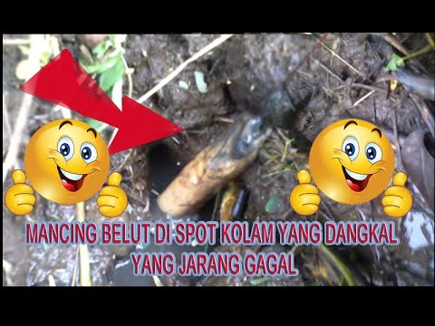 MANCING BELUT DI SPOT KOLAM YANG DANGKAL YANG JARANG GAGAL