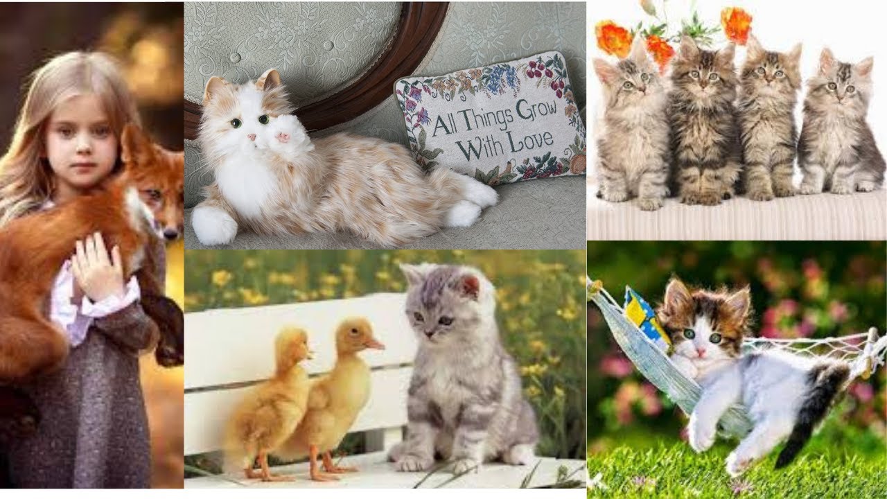 10 Most Beautiful Pets You Should Own! | Amazon | Review - YouTube