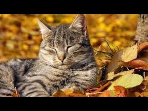 kedi fare oynadım