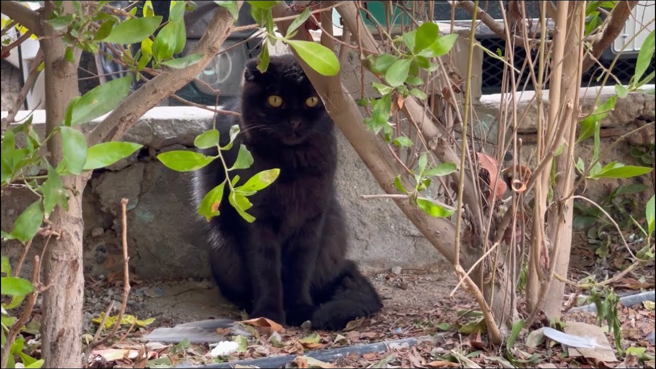 Feeding this sweet and friendly stray cat scottish fold - YouTube