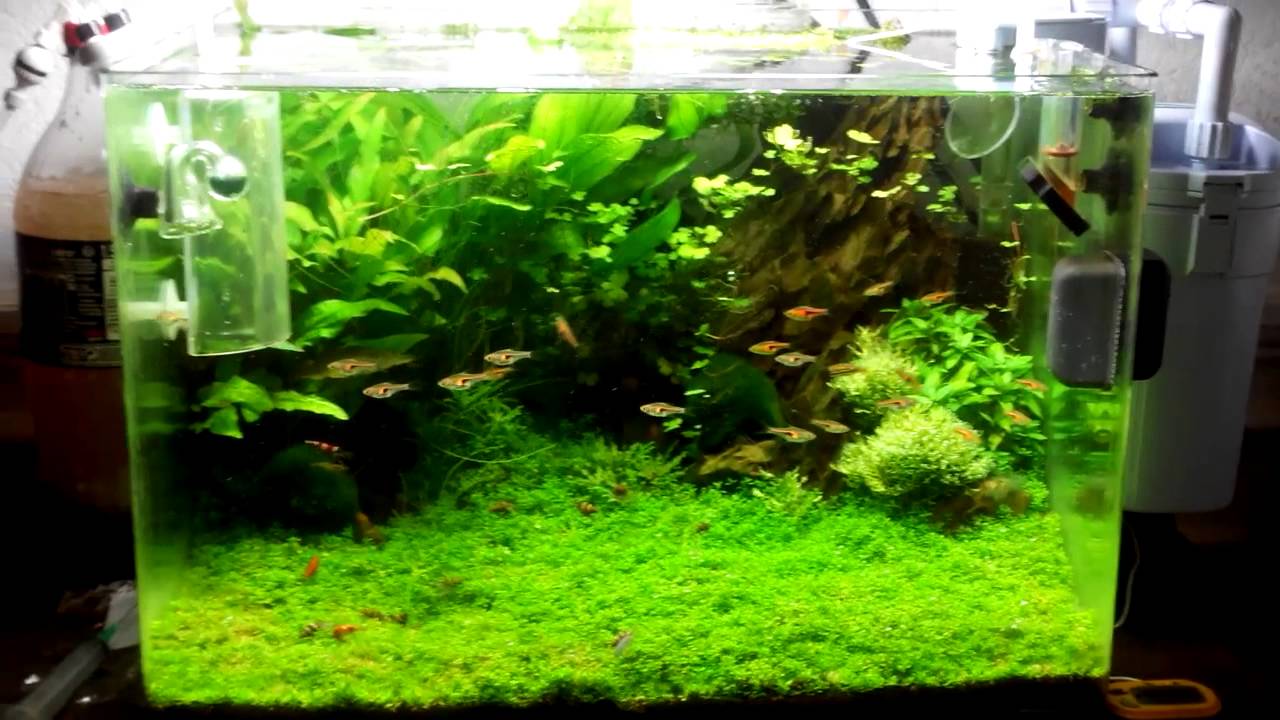 Scaper's tank dennerle co2 artisanal gel - YouTube