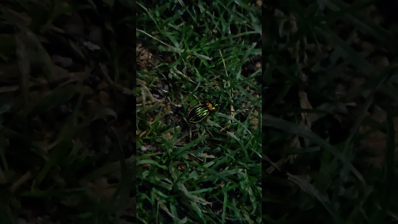 Bug in stoned motion - YouTube