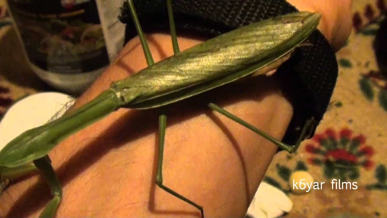 Praying Mantis Eating Banana and Up Close View - YouTube