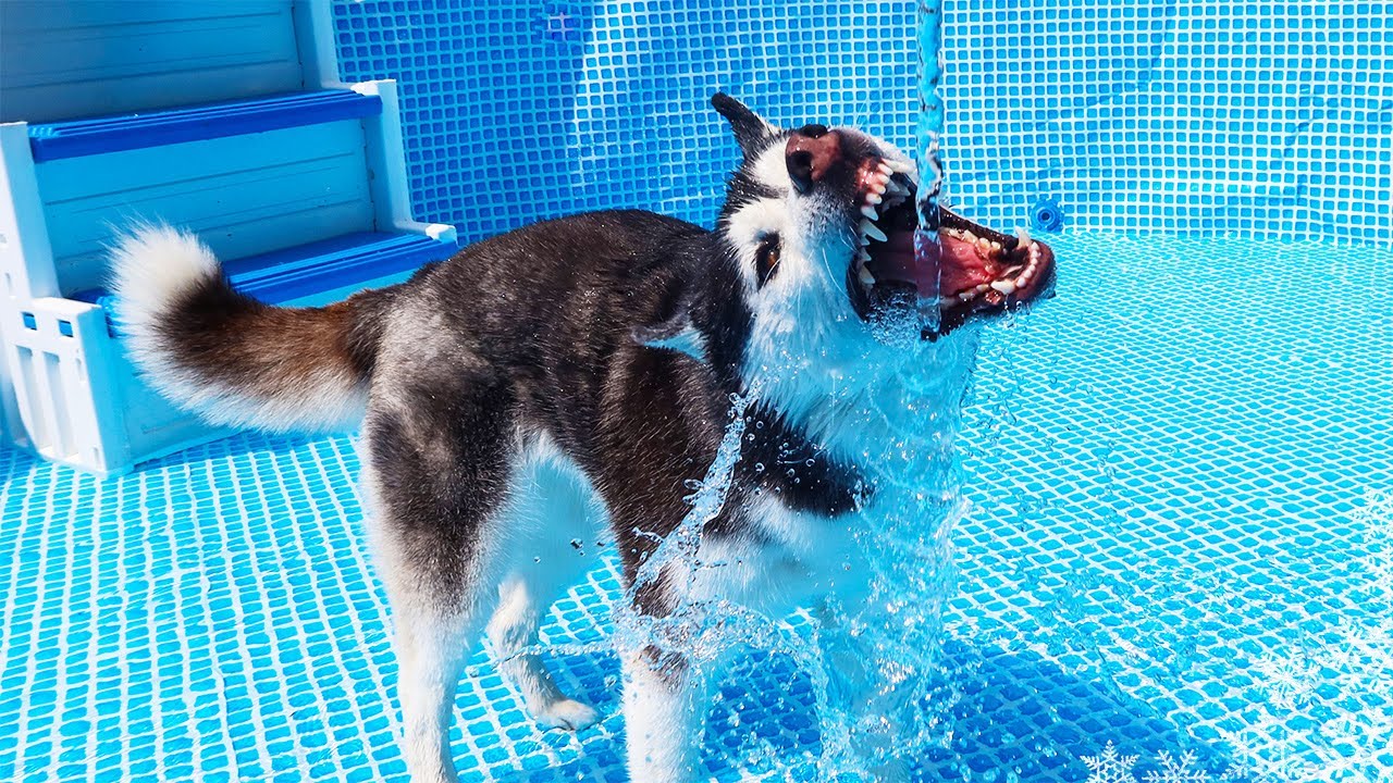 My Husky Gets Her BIG Pool Back 💦 Husky Swimming Pool Party - YouTube