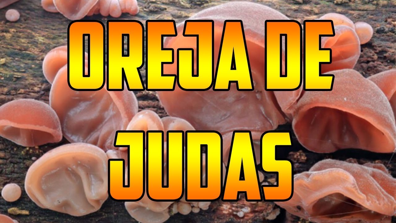 OREJA DE JUDAS HONGO 🌿 Auricularia auricula-judae #plants #video # ...
