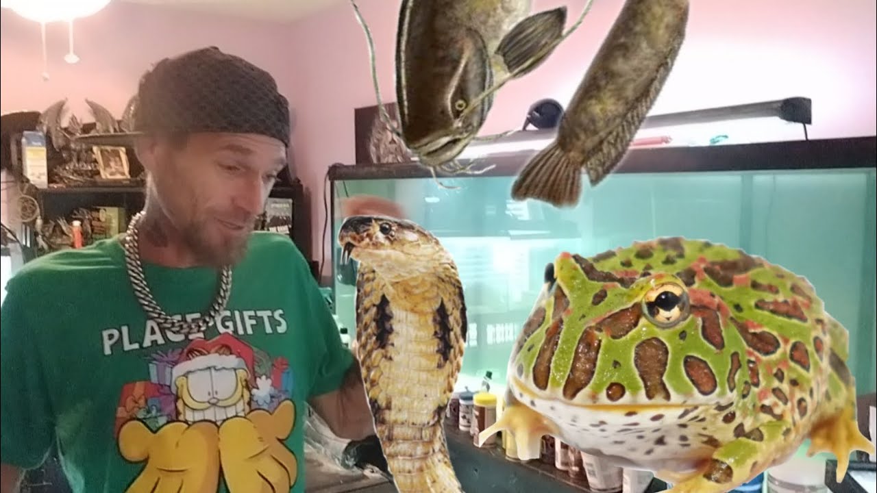 PAC MAN FROG, CAT FISH AND MORE! - YouTube