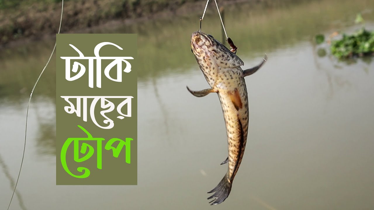নদীতে শোল ও টাকি মাছ ধরার টোপ | Taki Fishing Bait - YouTube