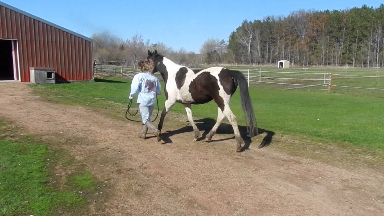 Fly walking #1 - YouTube