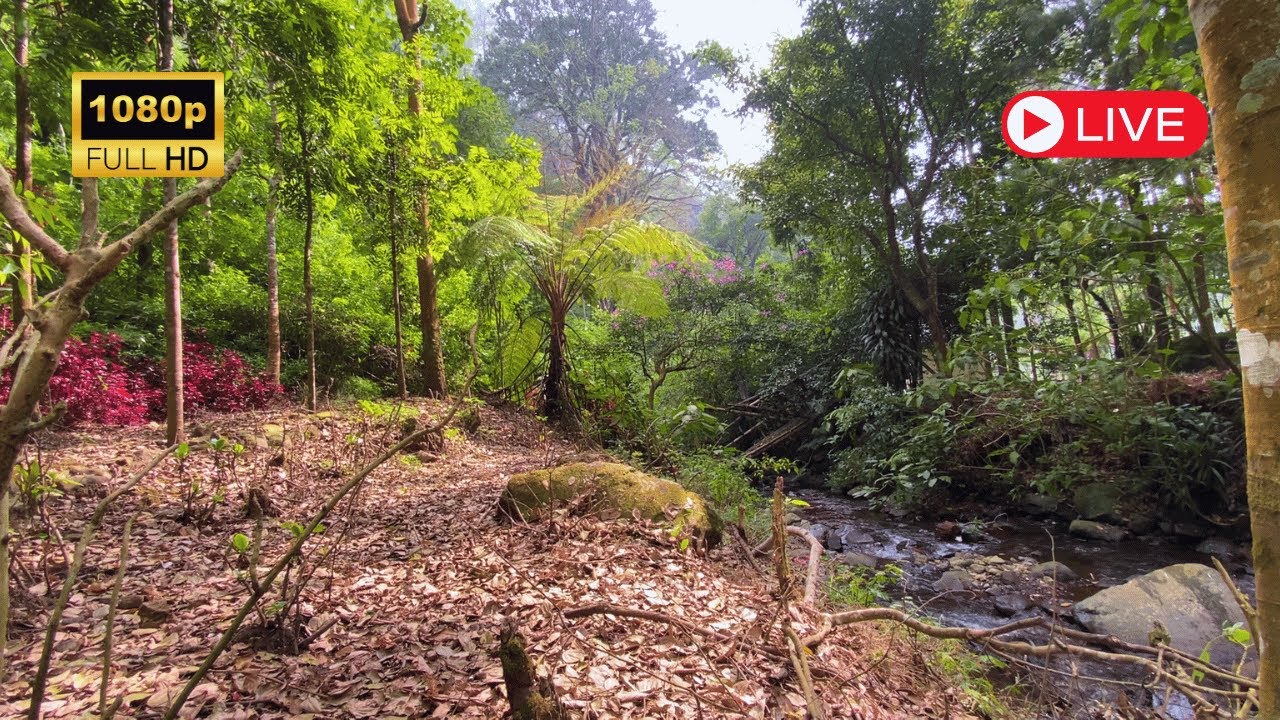 Beautiful nature video of autumn leaves falling along with sound of ...