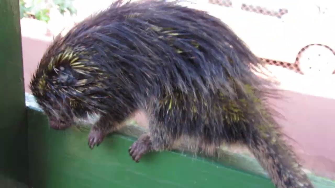 Ouriço cacheiro, Erethizontidae, Coendou spinosus F Cuvier, 1823 com a ...