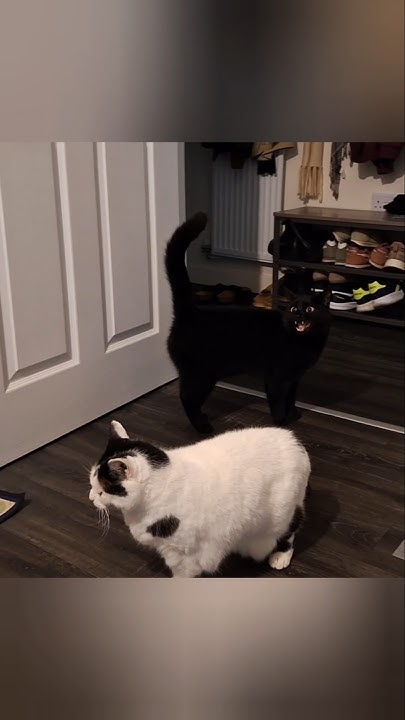 My cat REALLY likes his food! - YouTube