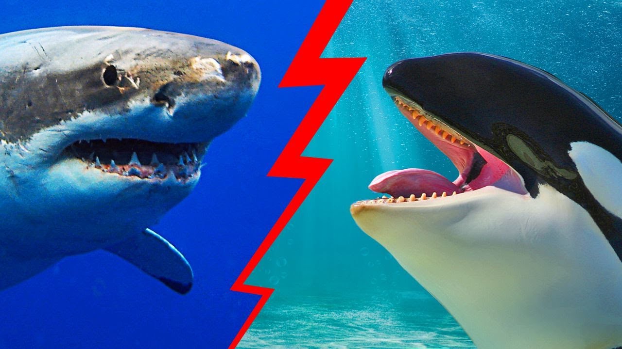 El único animal que hace temblar de miedo a los tiburones blancos - YouTube