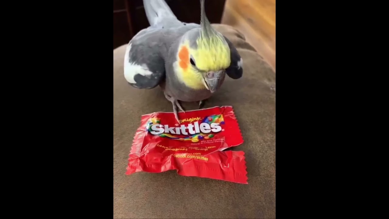 Skittle Birb (Funny Birds ASMR) - YouTube