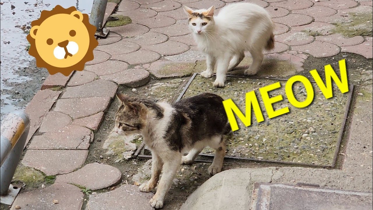 SHE LOVE HİM . CAT LİVE İN STREET - YouTube