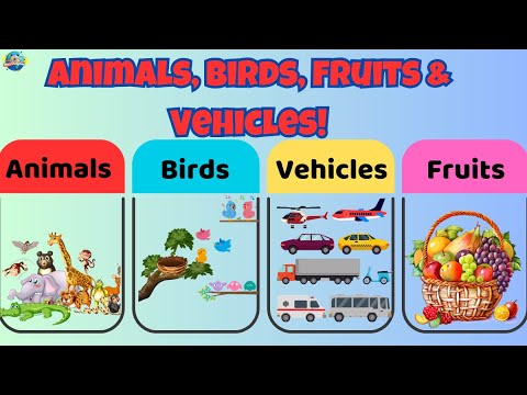 Preschool Learning Fun: Top 10 of Everything! Animals, Birds, Vehicles ...
