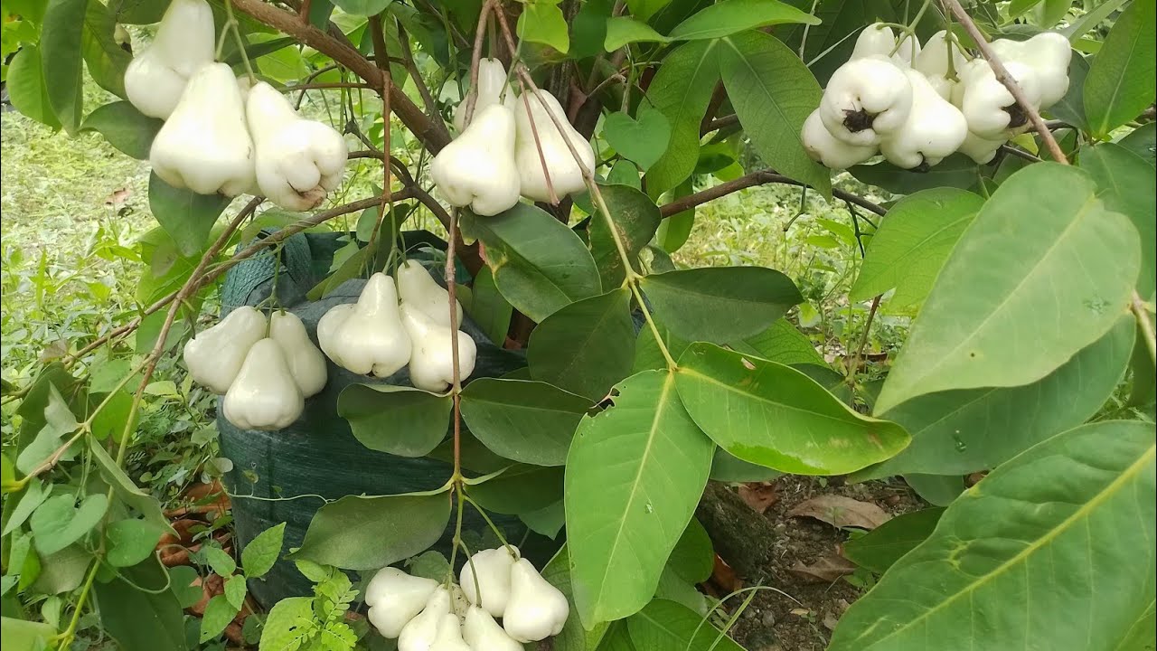 Jambu TAIWAN SUPER WHITE || TSW Jambu putih Susu Salju - YouTube