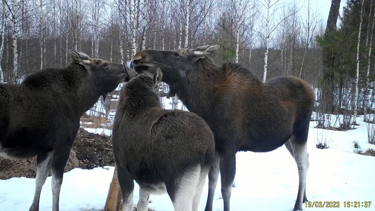 Põdrad ja ilvesed soolakul - YouTube