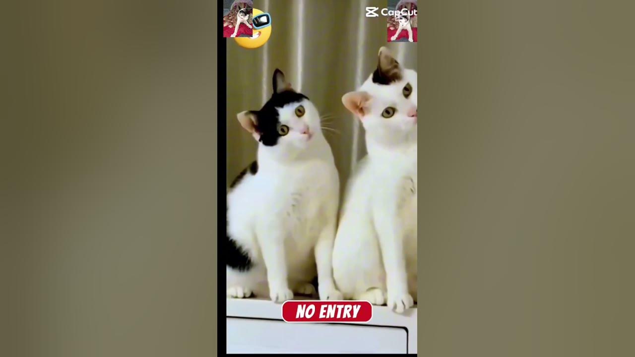 Mia Moni cat #catfunny - YouTube