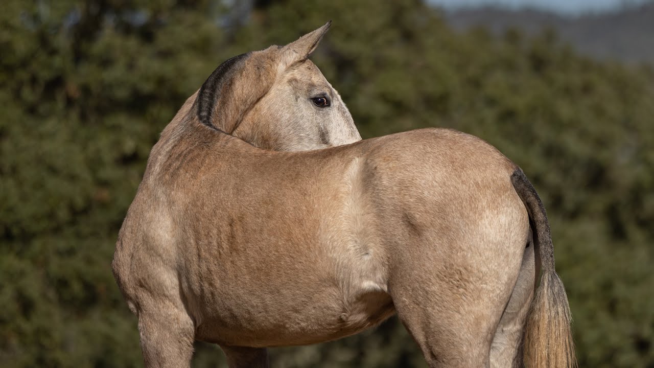 Horse for Sale | Promising Lusitano filly by Lux-DR (REF#812) - YouTube