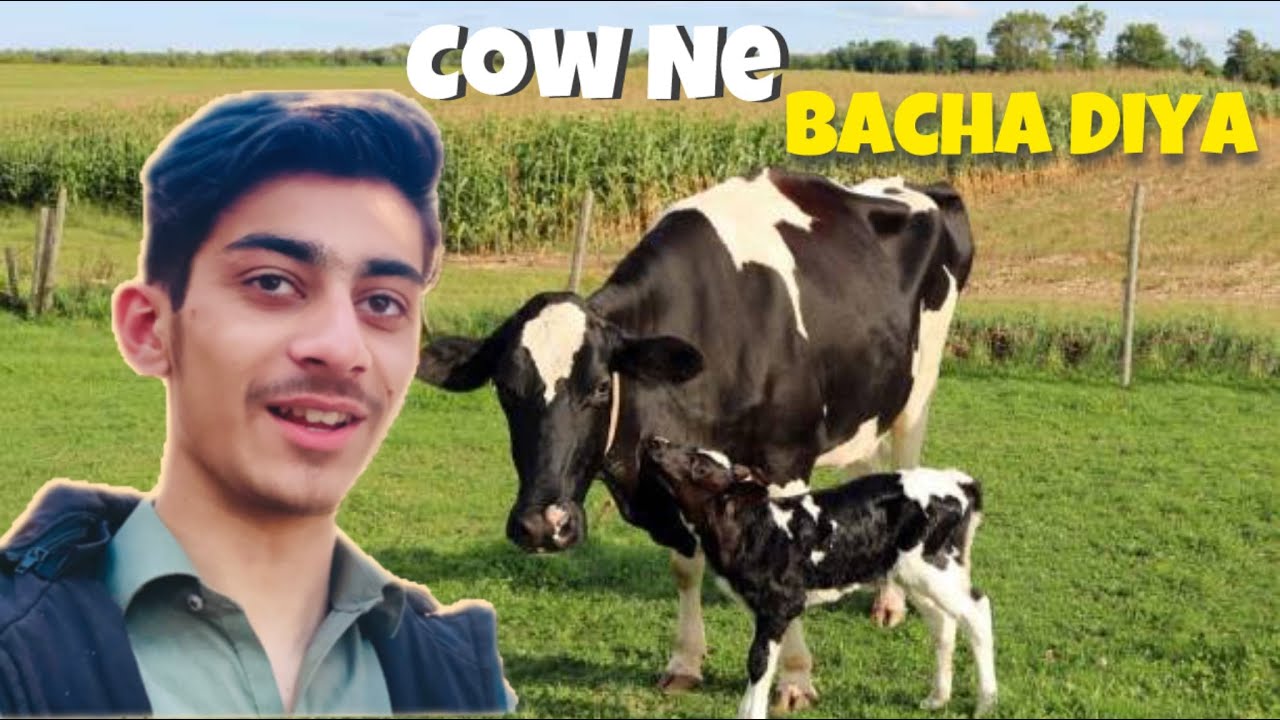 Cow ne bacha Diya 😊😊 | mohzaifa vlogs | - YouTube