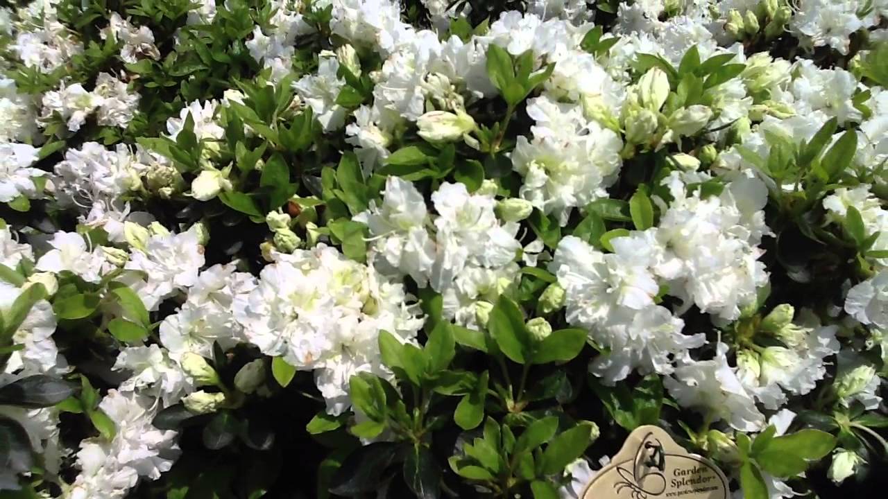 Azalea Helen Curtis GS - YouTube