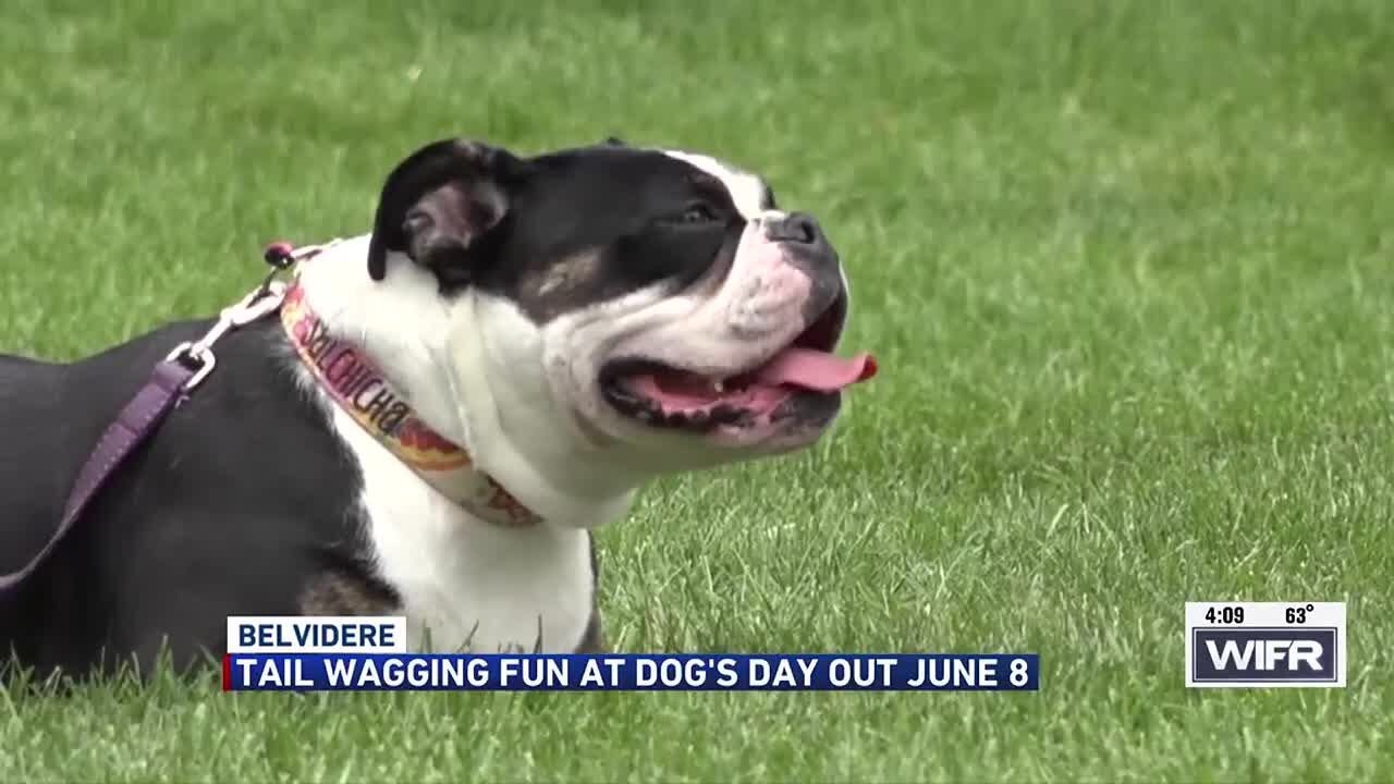 Tail wagging fun at Dog's Day Out June 8 - YouTube