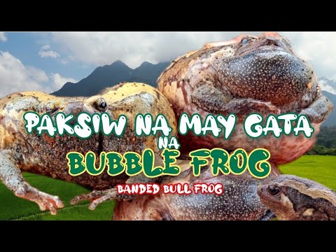 Ep.21,2024 || PAKSIW na BUBBLE FROG na may Gata || Cooking Banded Bull ...