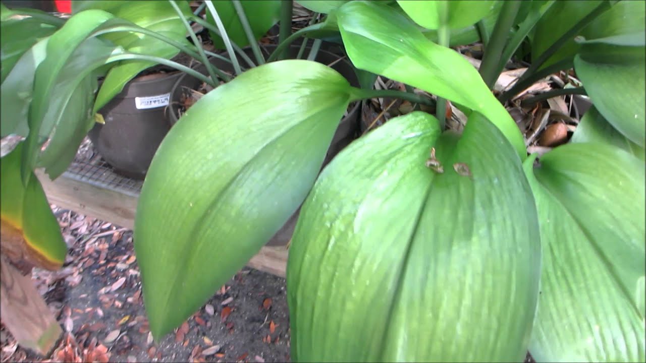 How to grow Amazon lilies - YouTube