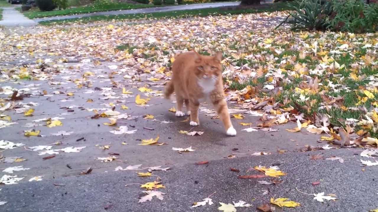 "Tiger Larry" the cat goes for a daily walk part 1 - YouTube