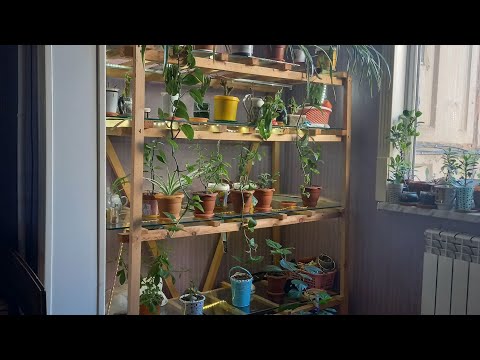 EV GULLERIMIZ.GULLER HAQQINDA.GULLERE QULLUQ