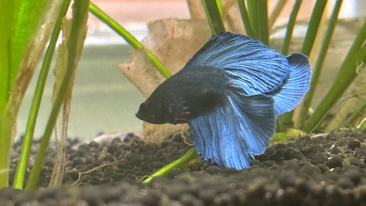 How to introduce a betta fish into a community fish tank. - YouTube