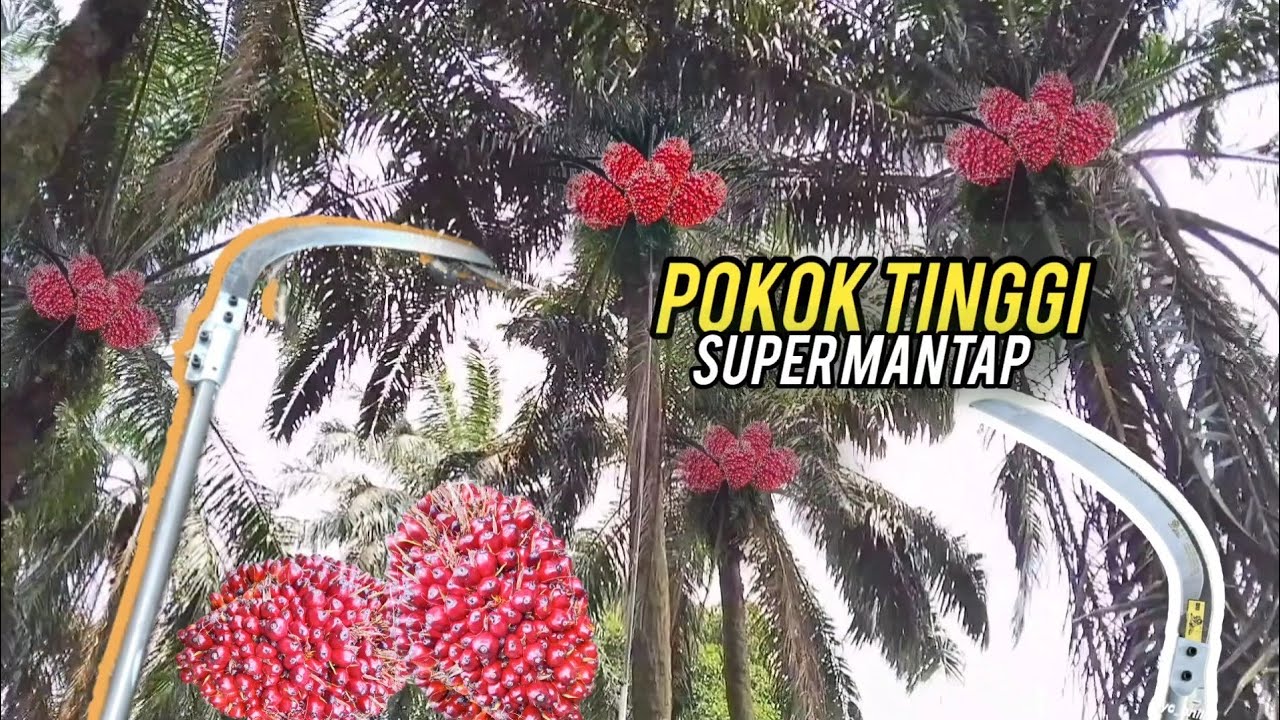panen pokok tinggi super gondrong buah super babon..!! - YouTube