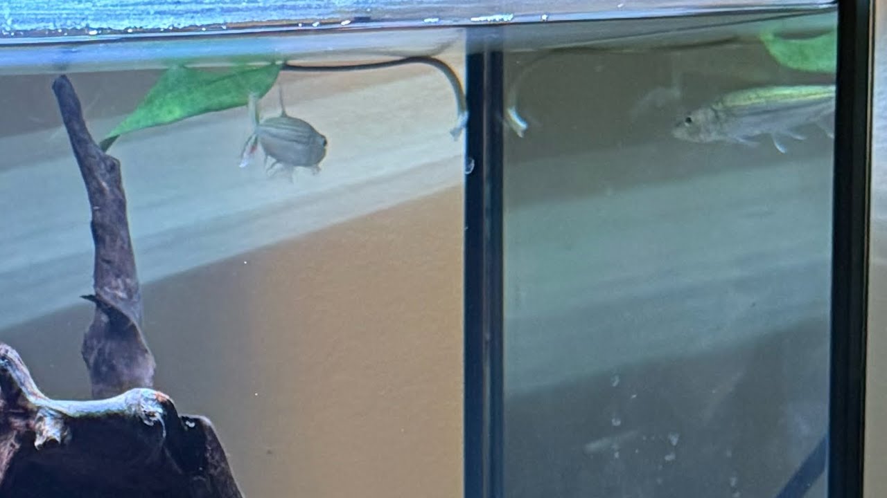 Goliath tiger fish from Predatory Fins - YouTube