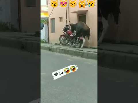 manuranjan#video#camedi#kamediya