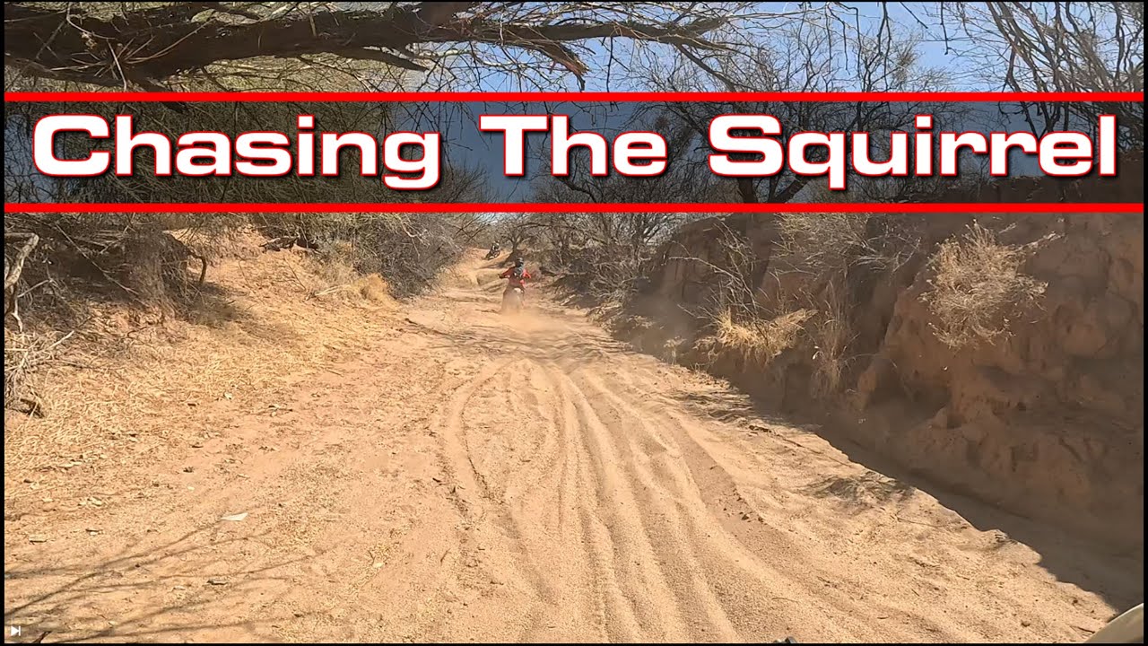 Chasing The Squirrel - YouTube
